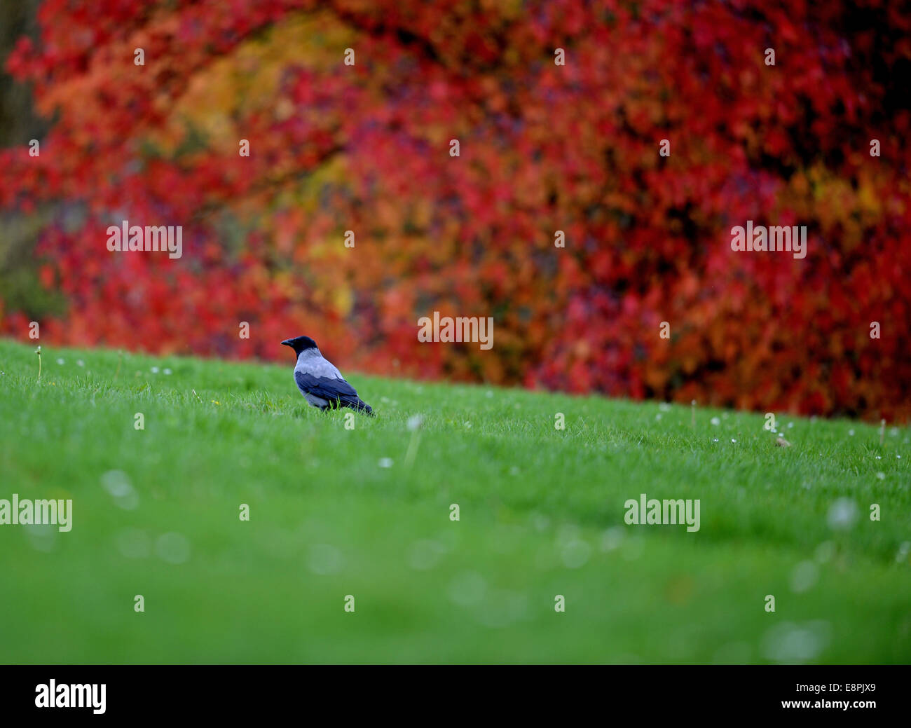 Potsdam, Germany. 13th Oct, 2014. A crow is picture in front of autumn ...