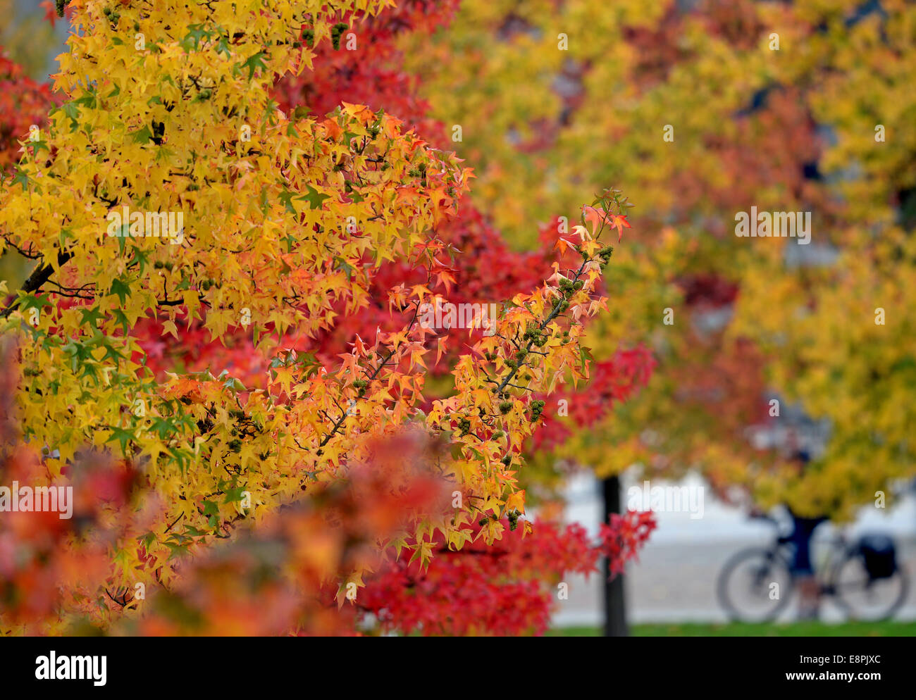 Potsdam, Germany. 13th Oct, 2014. A biker on his bicycle is picture ...