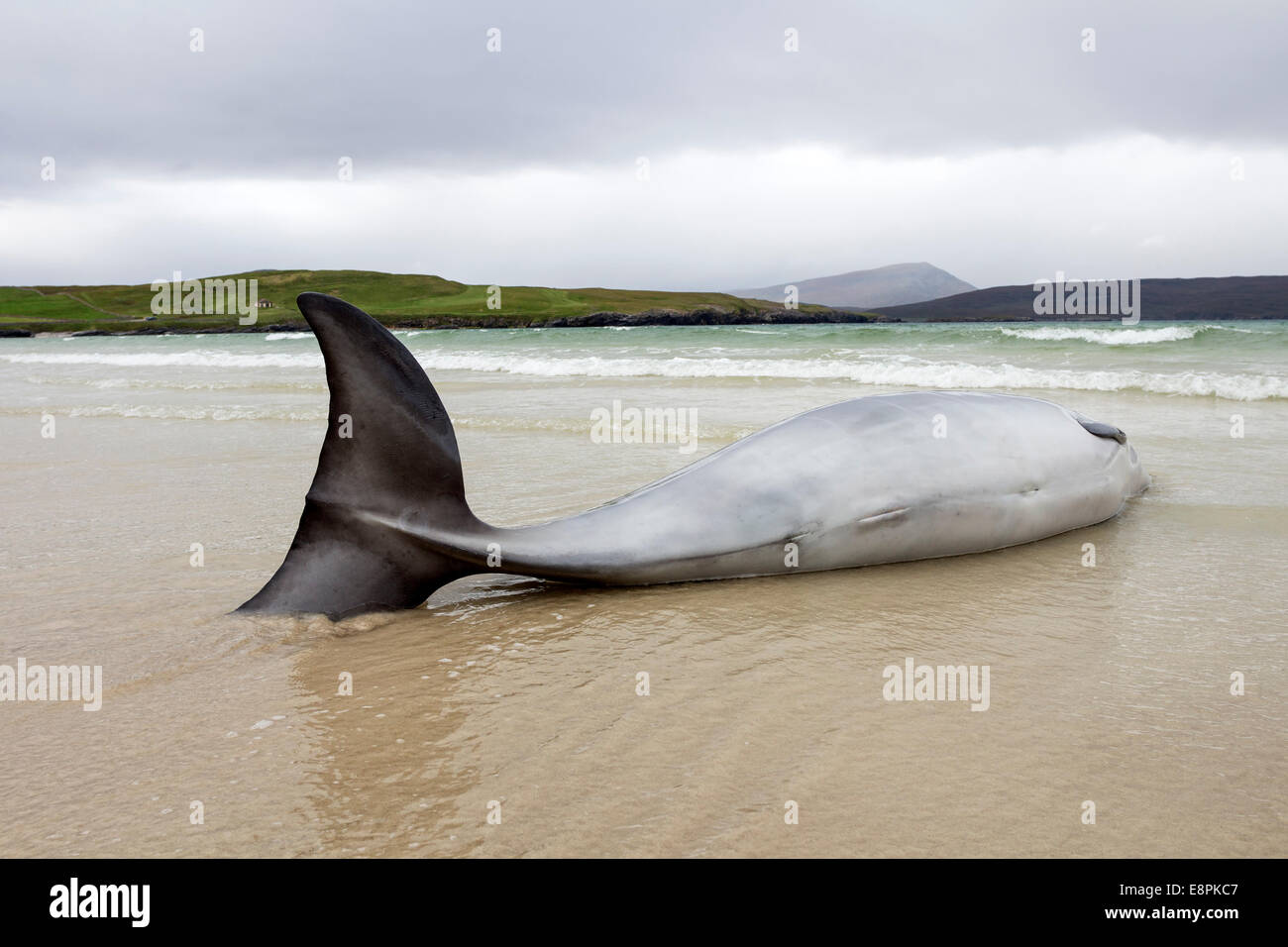 Dead dolphin hi-res stock photography and images - Alamy