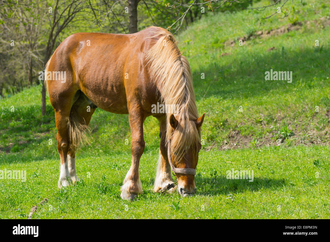 Draft horse tail hi-res stock photography and images - Alamy