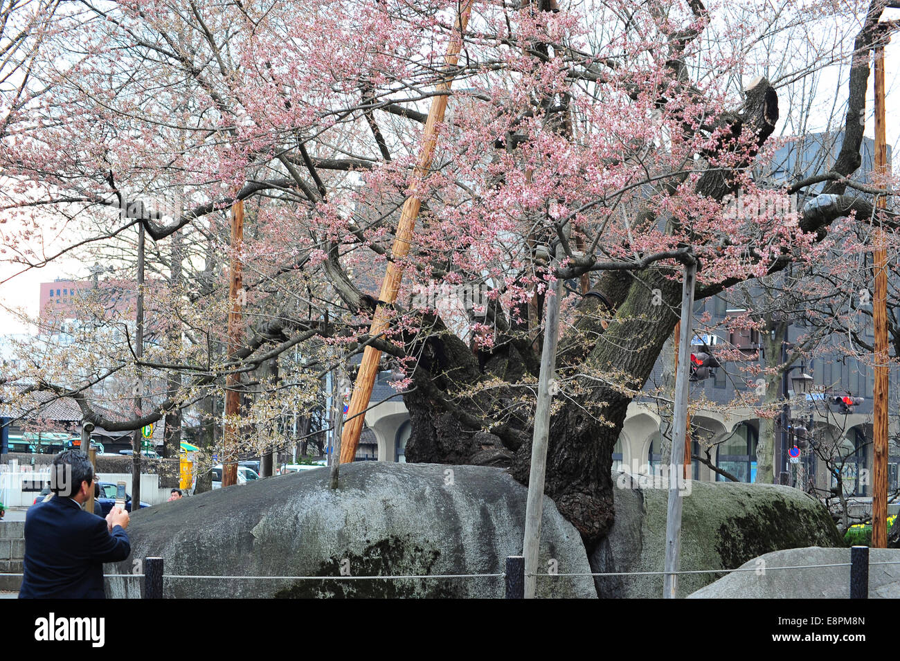 Visitors taking photographs of the Ishiwarizakura (Rock-splitting ...