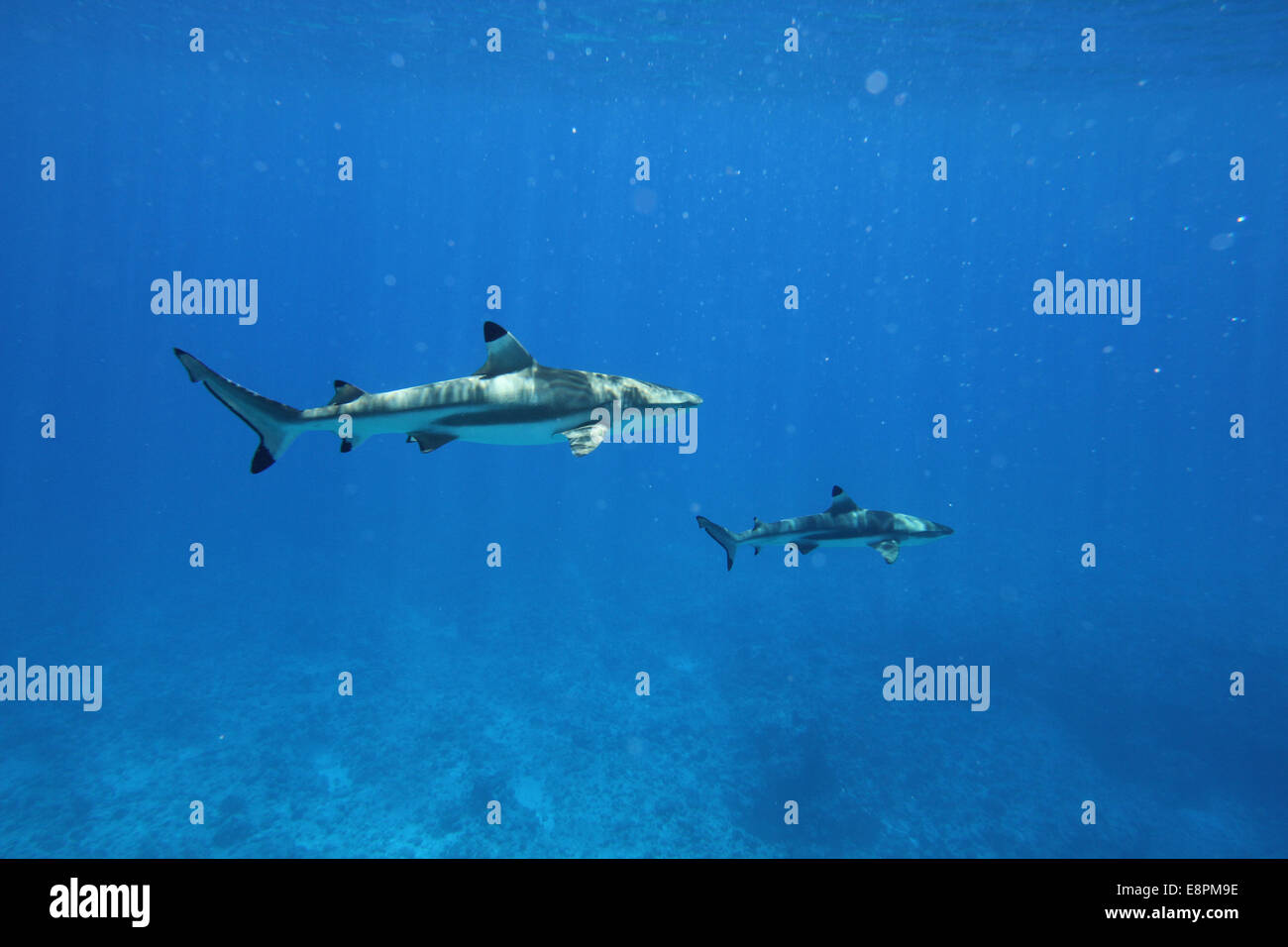 two blacktip reef sharks swimming underwater Stock Photo - Alamy