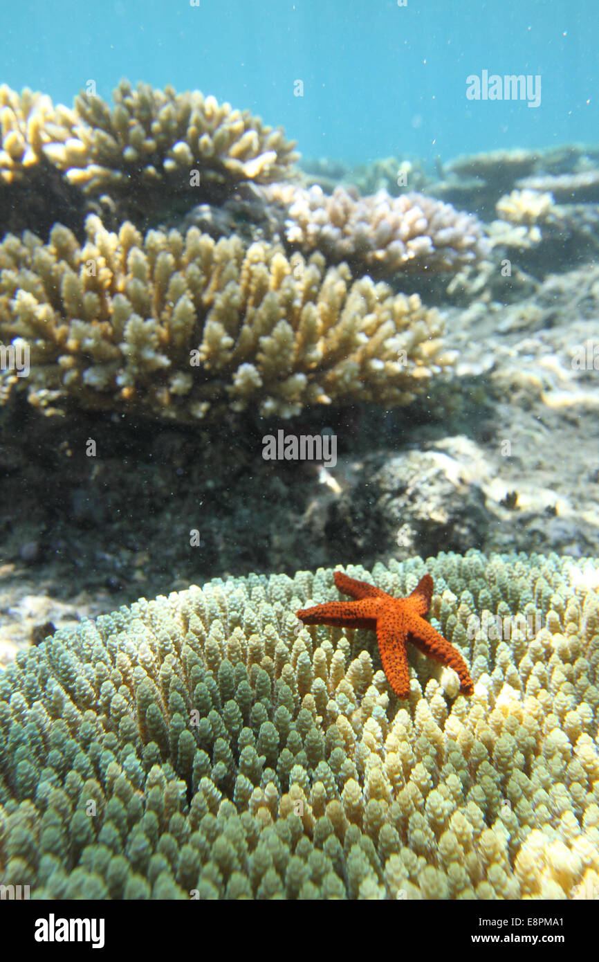 starfish and colorful coral Stock Photo - Alamy