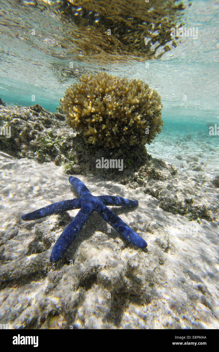 blue starfish underwater Stock Photo - Alamy