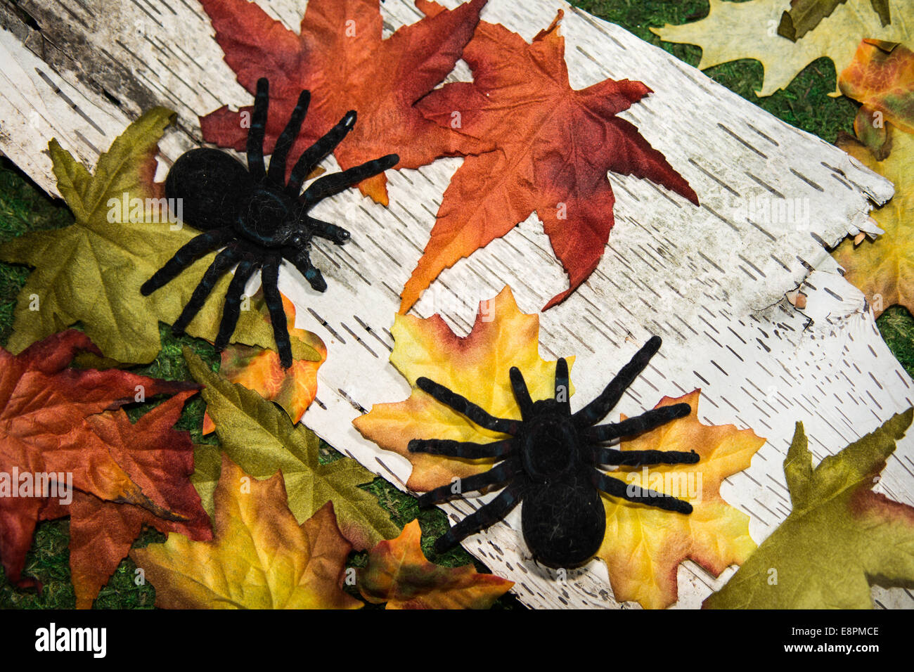 Oak spiders hi-res stock photography and images - Alamy