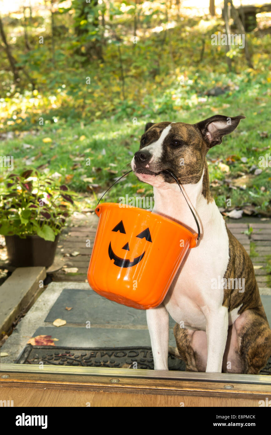 Treating dog hi-res stock photography and images - Alamy