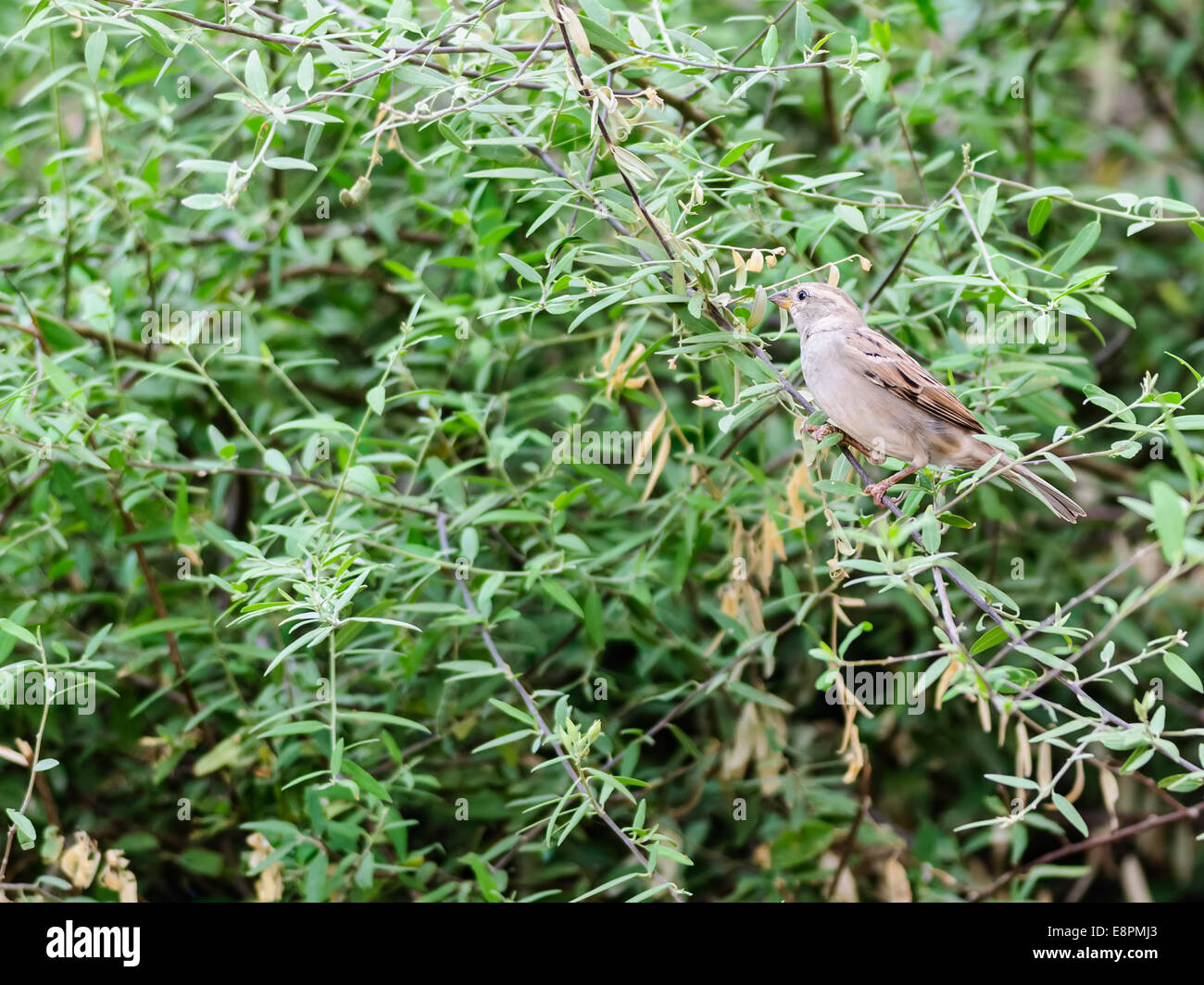 Female tree sparrow hi-res stock photography and images - Alamy