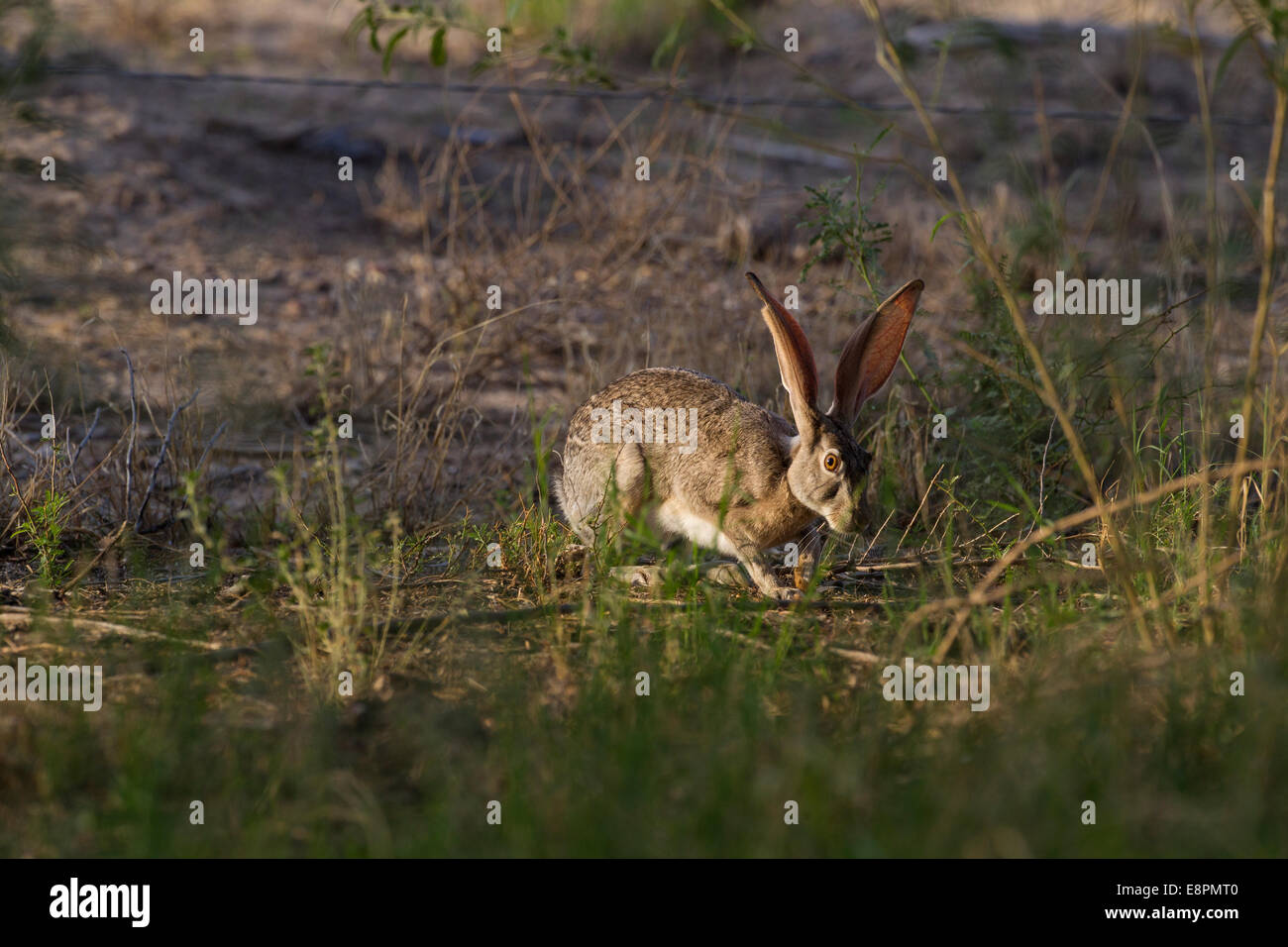 A jackrabbit browses for food at Big Bend National Park, TX Stock Photo ...