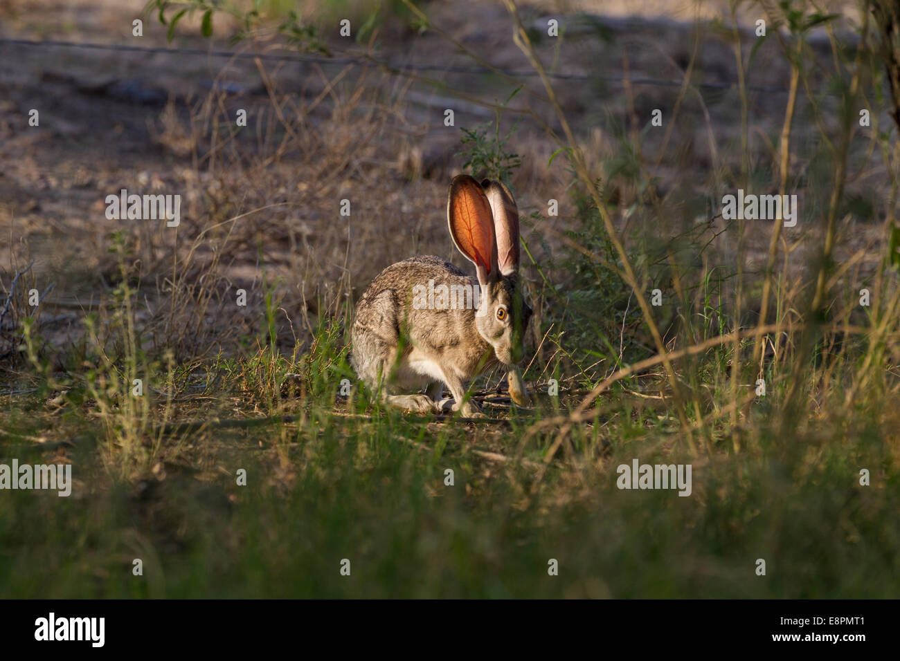 A jackrabbit browses for food at Big Bend National Park, TX Stock Photo ...