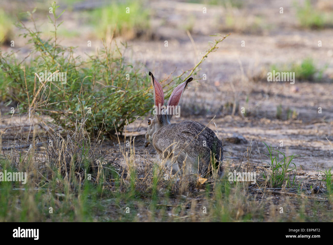 Jackrabbit hi-res stock photography and images - Alamy