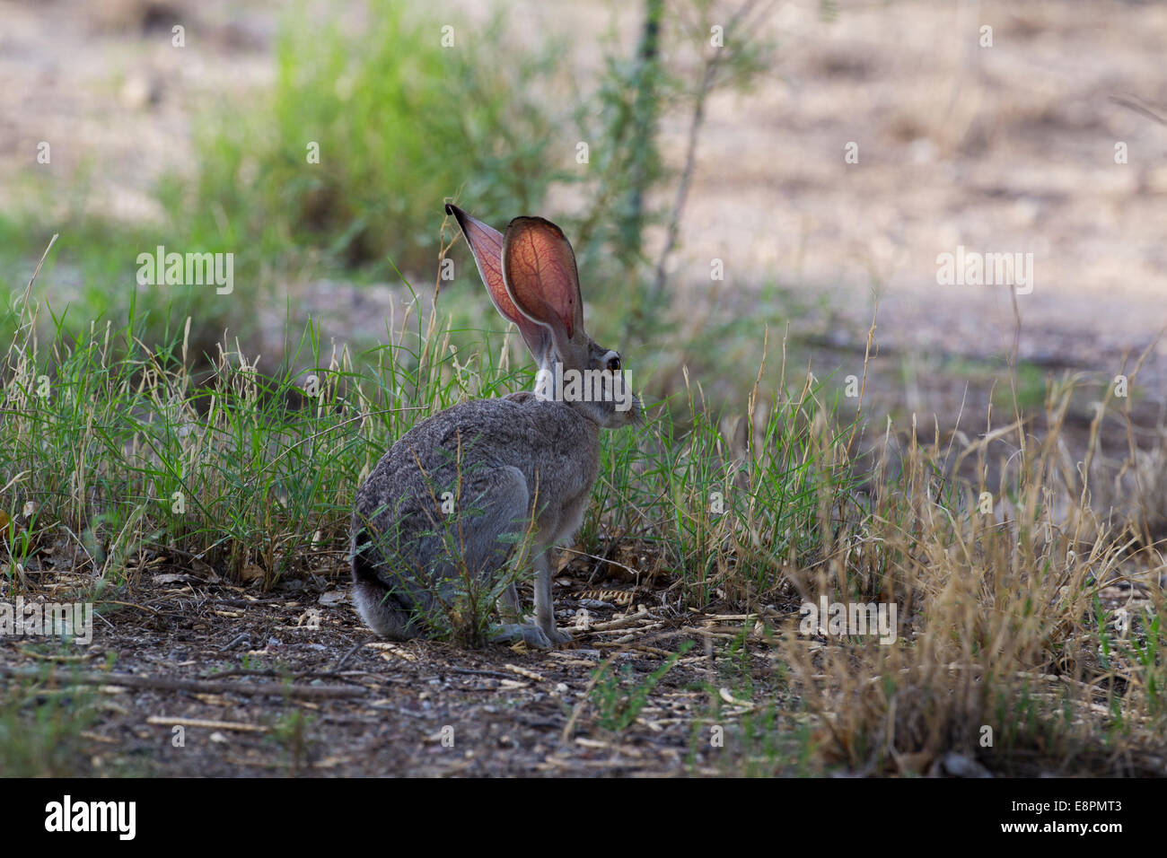 A jackrabbit browses for food at Big Bend National Park, TX Stock Photo ...