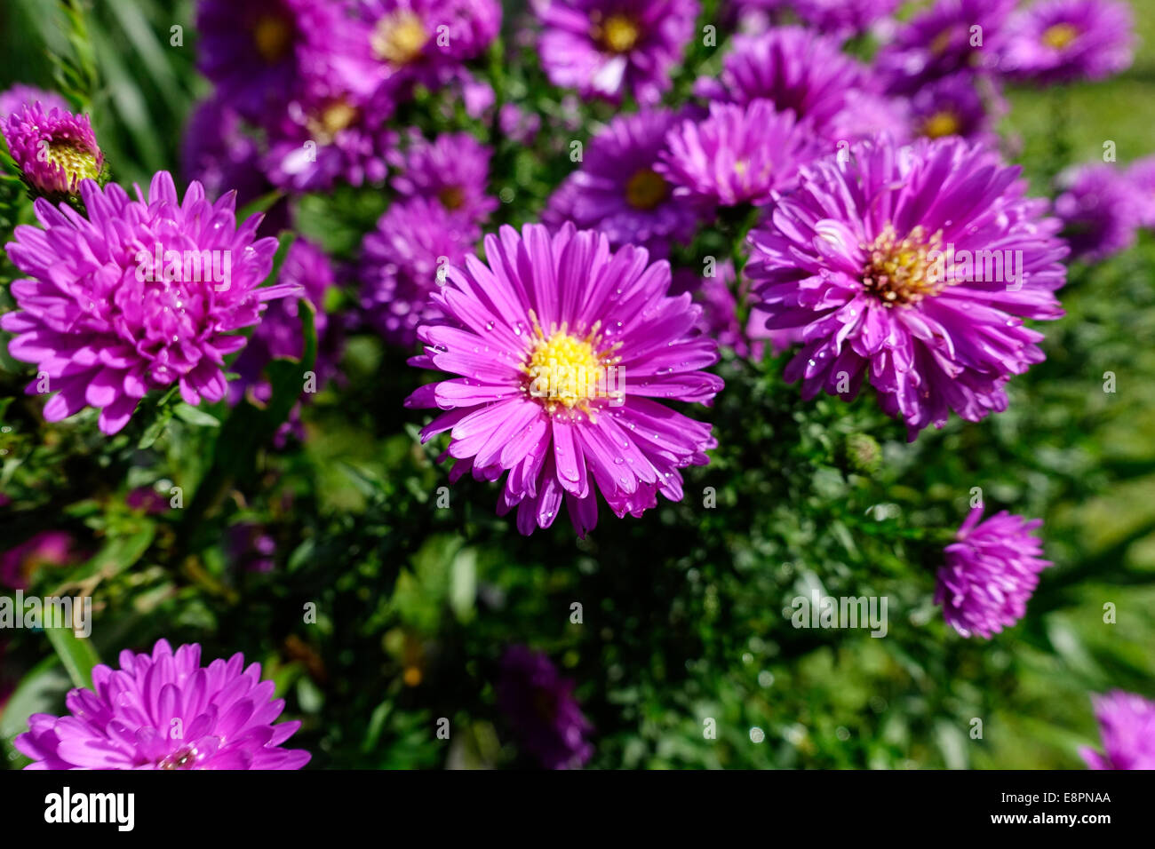 Purple asters, Asteraceae Stock Photo - Alamy