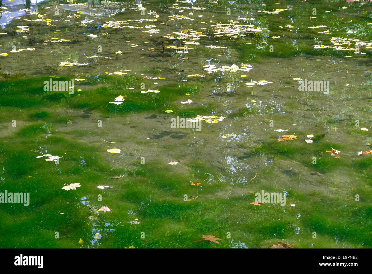 Leaves float in a pond covered with green algae Stock Photo - Alamy
