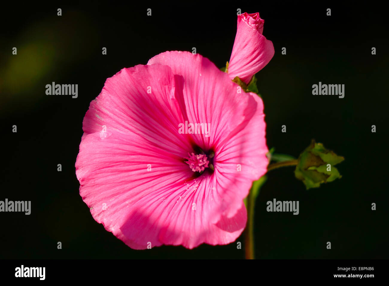 Mallow colour hi-res stock photography and images - Alamy
