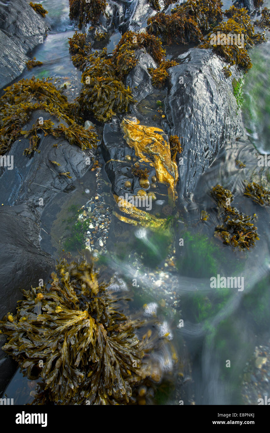 Rocky coast with seaweed rocky coast with seaweed hi-res stock ...