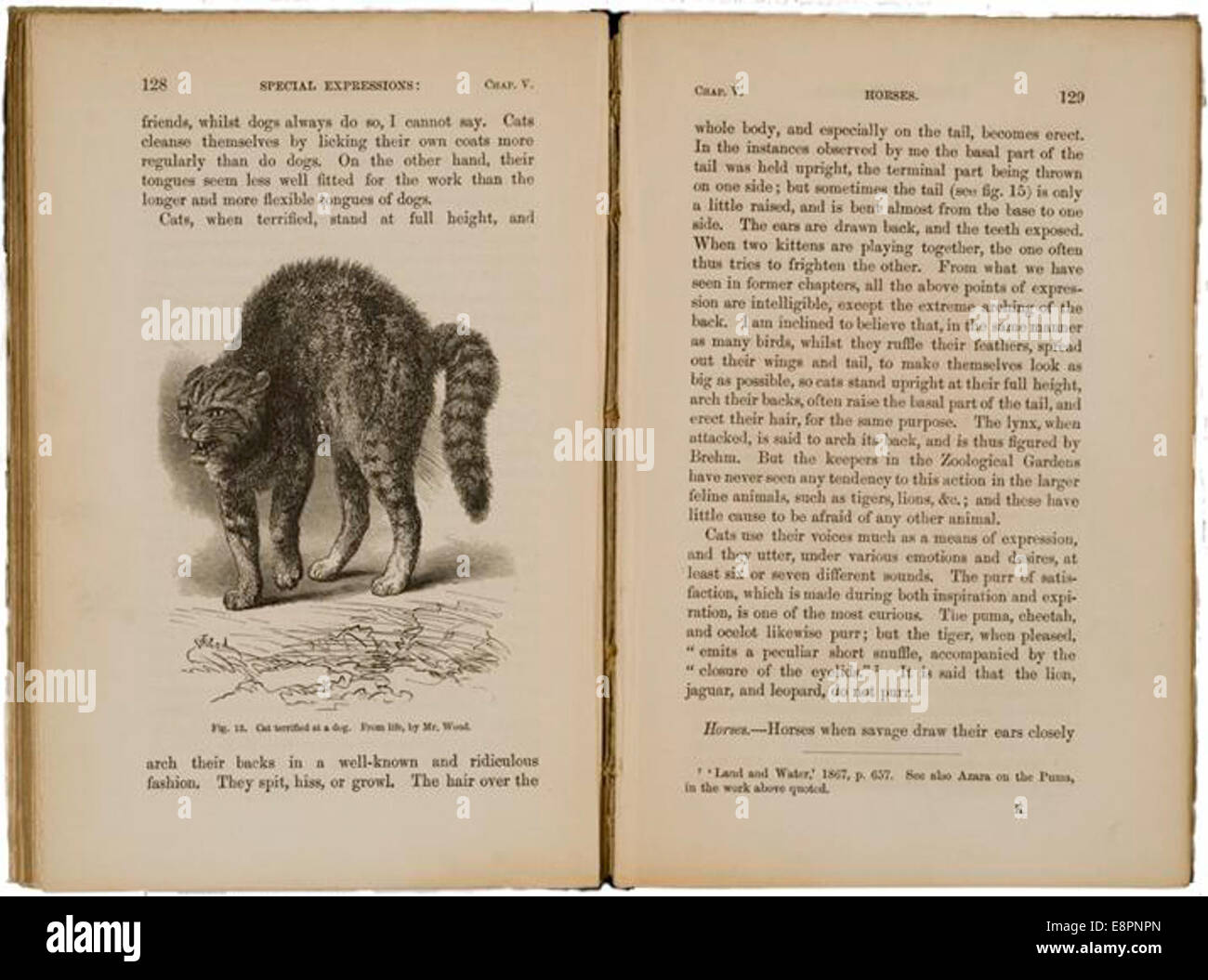 This photograph captures a cat displaying fear as it is confronted by a ...