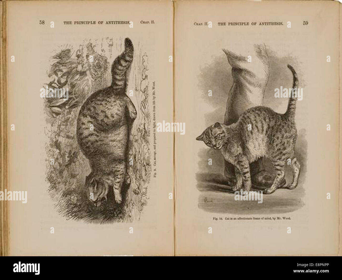 This image depicts a cat in a defensive stance, showing its readiness ...