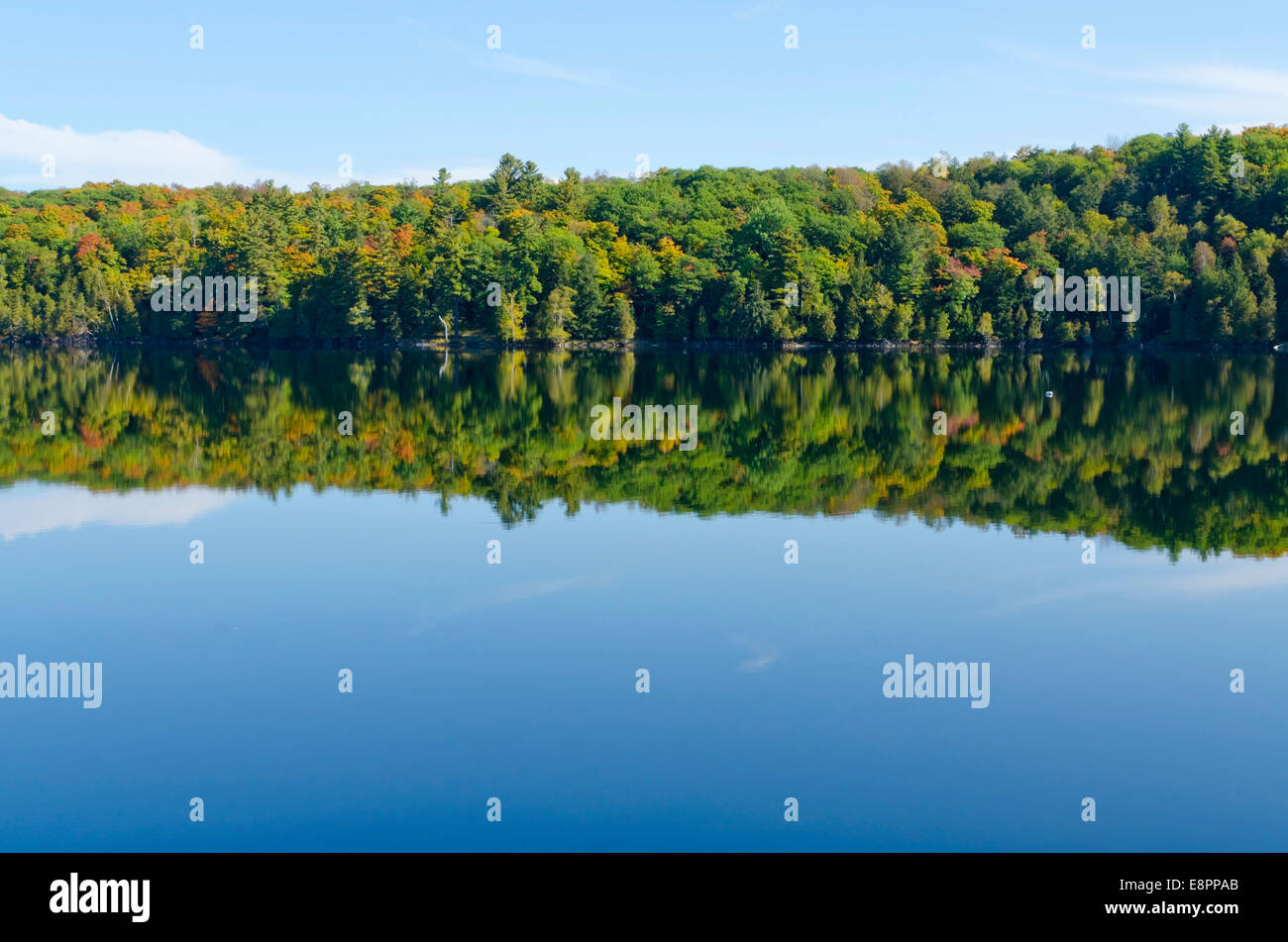 Reflection of colorful forest in lake surface in the overcast day Stock ...