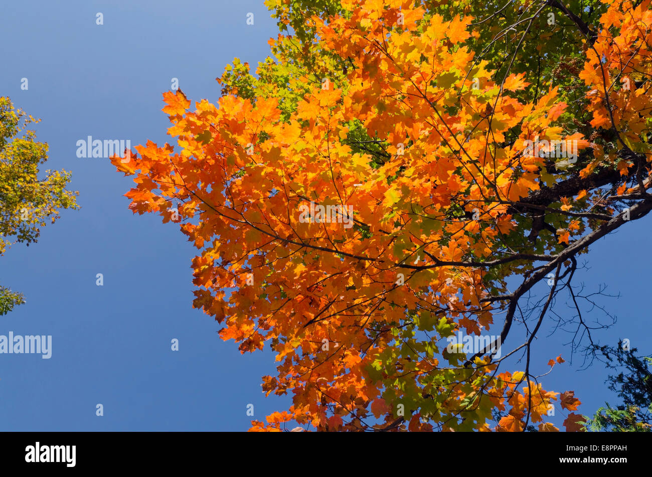 Fall's colorful tree in park. Gatineau Park, Quebec Stock Photo - Alamy