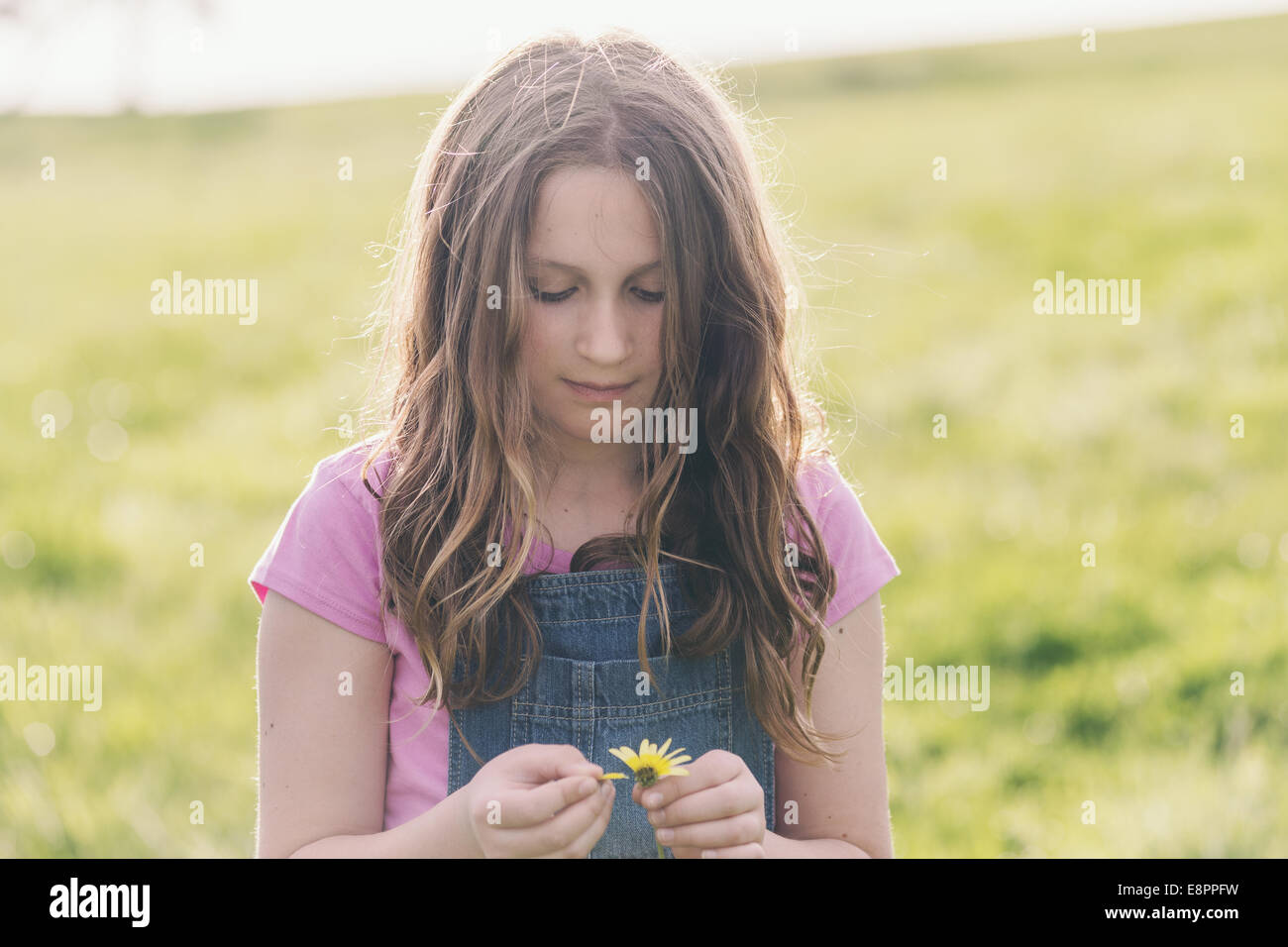 tween girl with daisy making a wish, looking down, in a green field ...