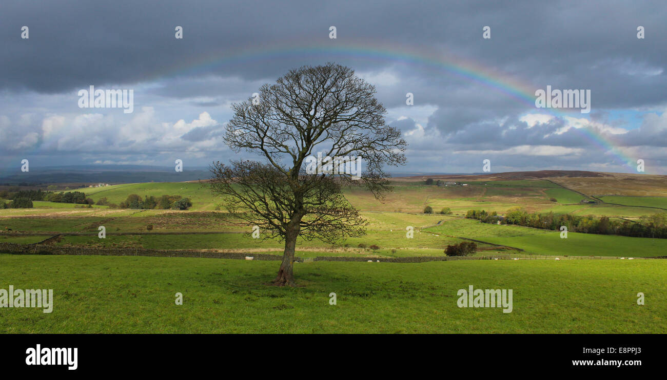 rainbow over a tree in rural Northumberland Stock Photo - Alamy rainbow over a tree in rural Northumberland Stock Photo - Alamy