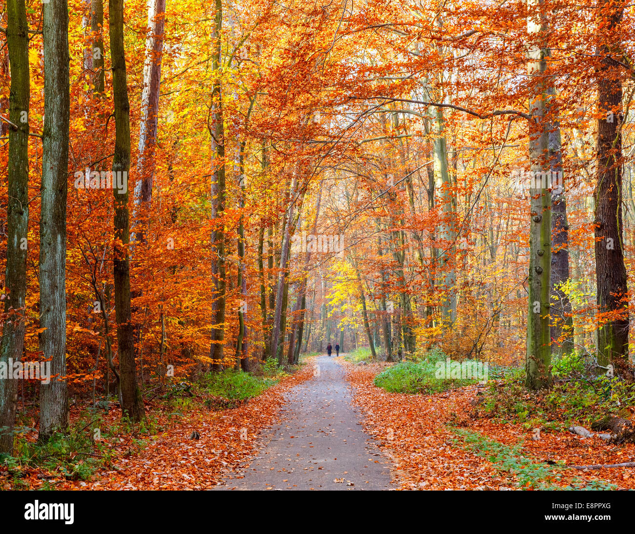 Pathway in the autumn forest Stock Photo - Alamy