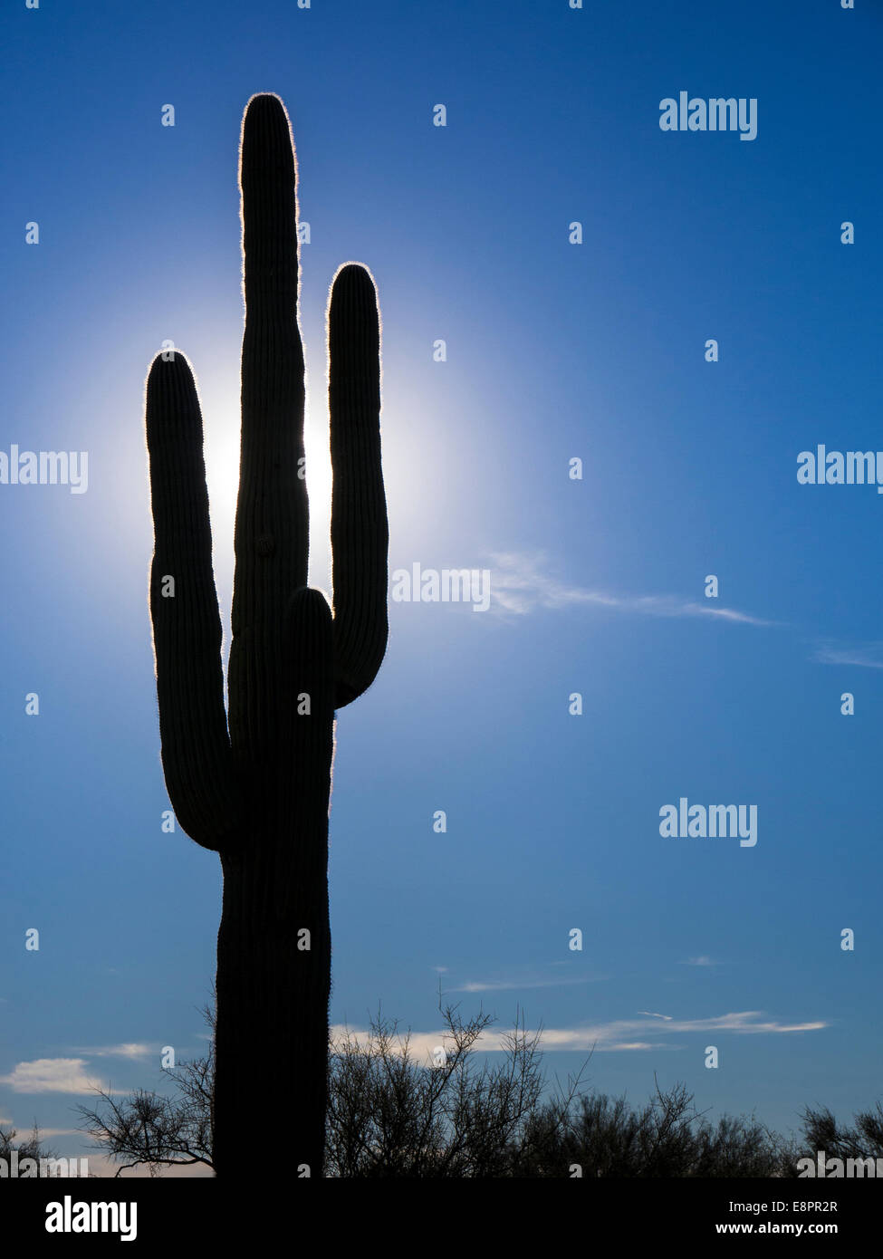 Saguaro blocks the afternoon sun, Lost Dutchman State Park ...