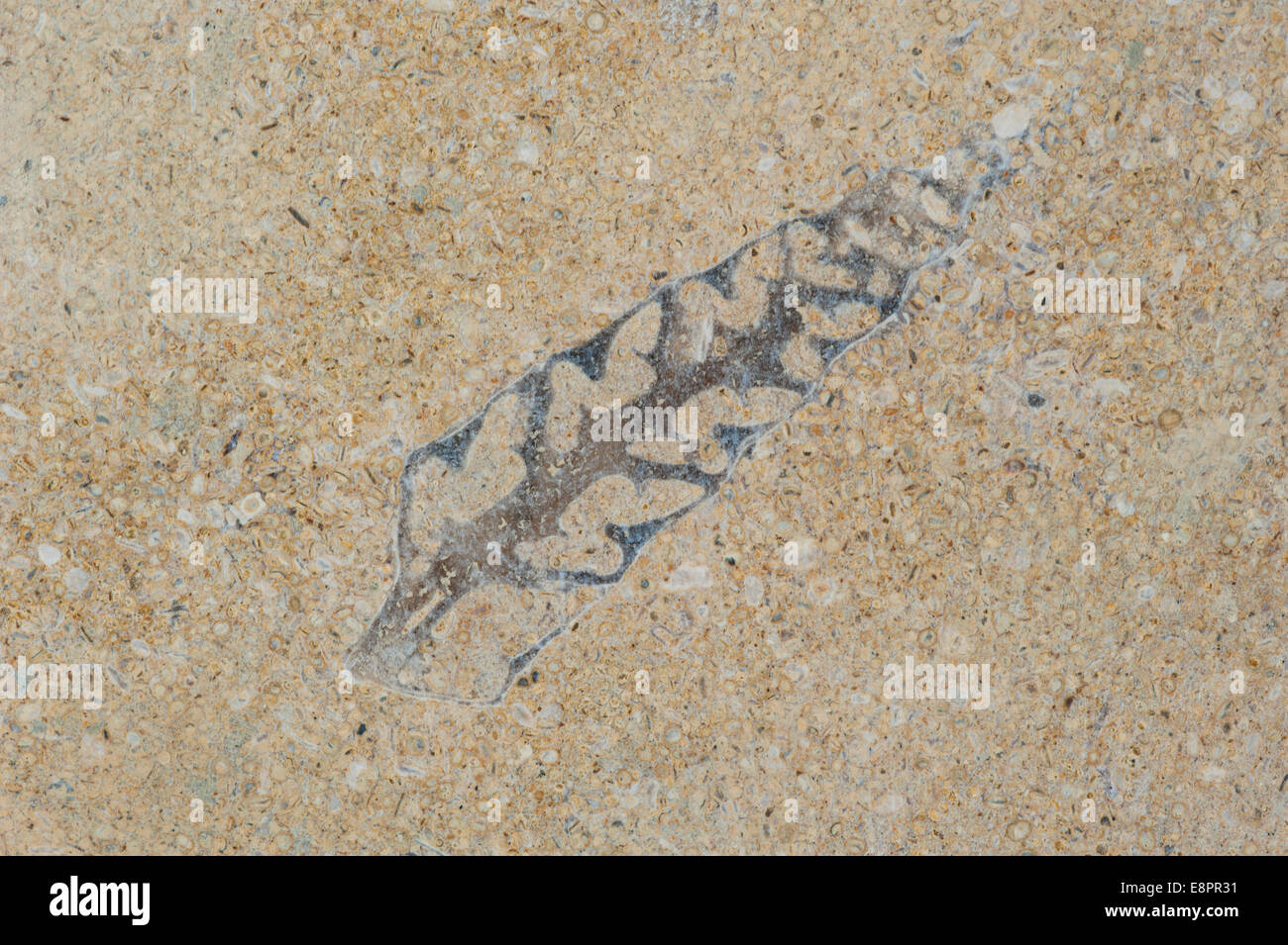 Cross section of fossil shellfish in limestone Stock Photo - Alamy