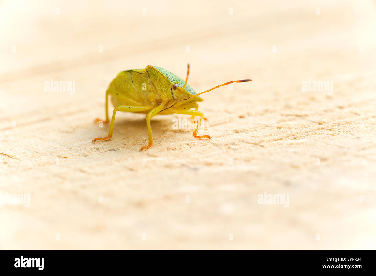 You looking at me? Shield bug on oak plank looking sideways at camera ...