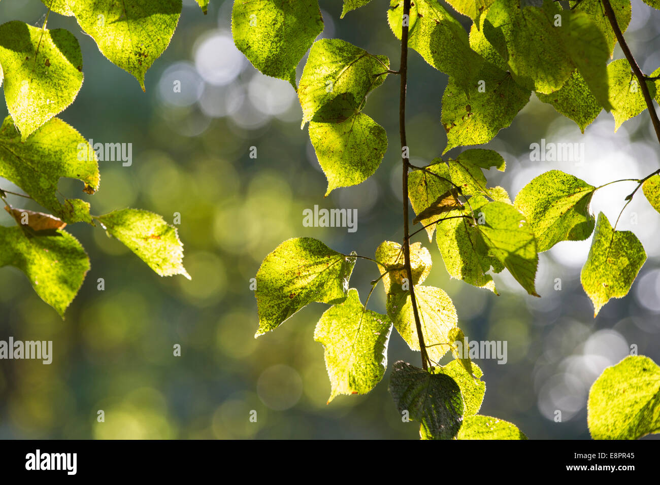 Lime tree leaves [Tilia x europaea] in Autumn - backlit close-up Stock ...