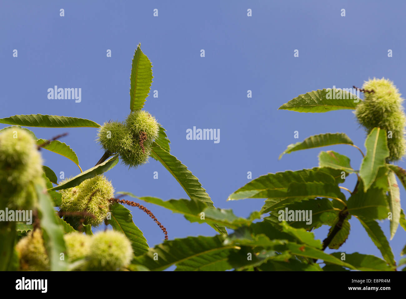 Sweet Chestnut tree - mature green fruit husks and leaves - Studley ...