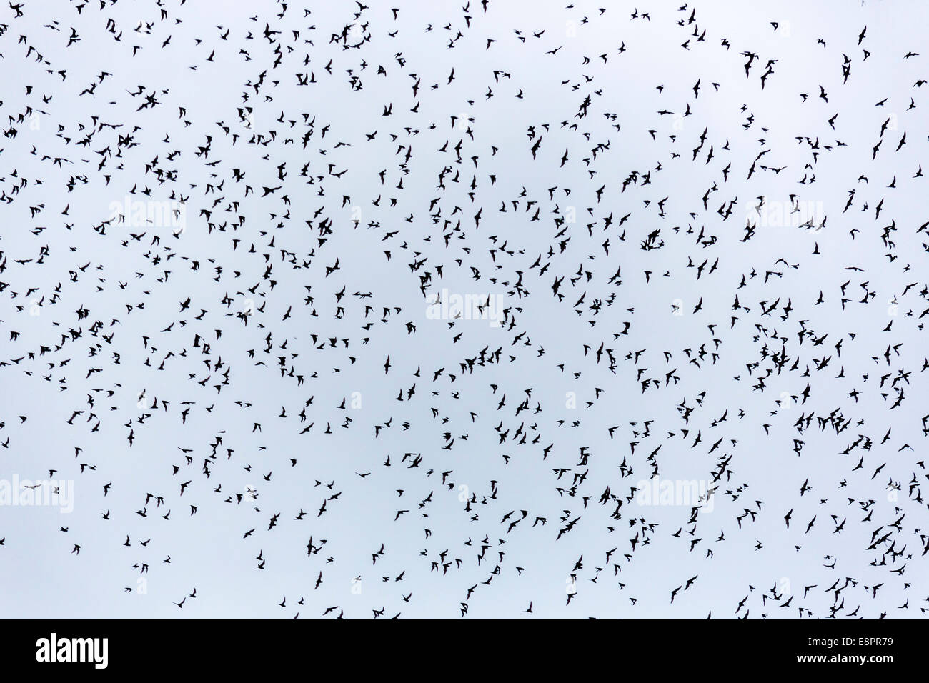 Wrinkle lipped free tailed bats hi-res stock photography and images - Alamy