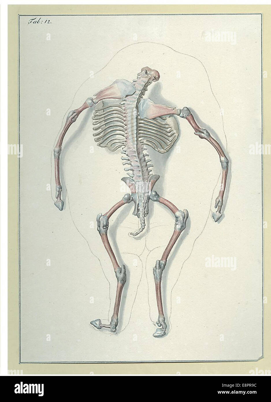 This disturbing image from the early 19th century shows the dissection ...