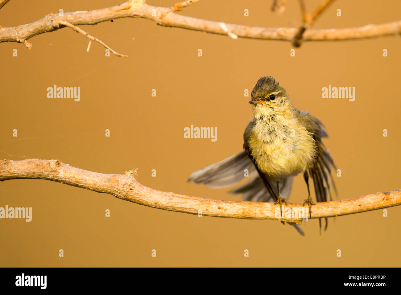 Juvenile male Willow Warbler (Phylloscopus trochilus). Photographed in ...