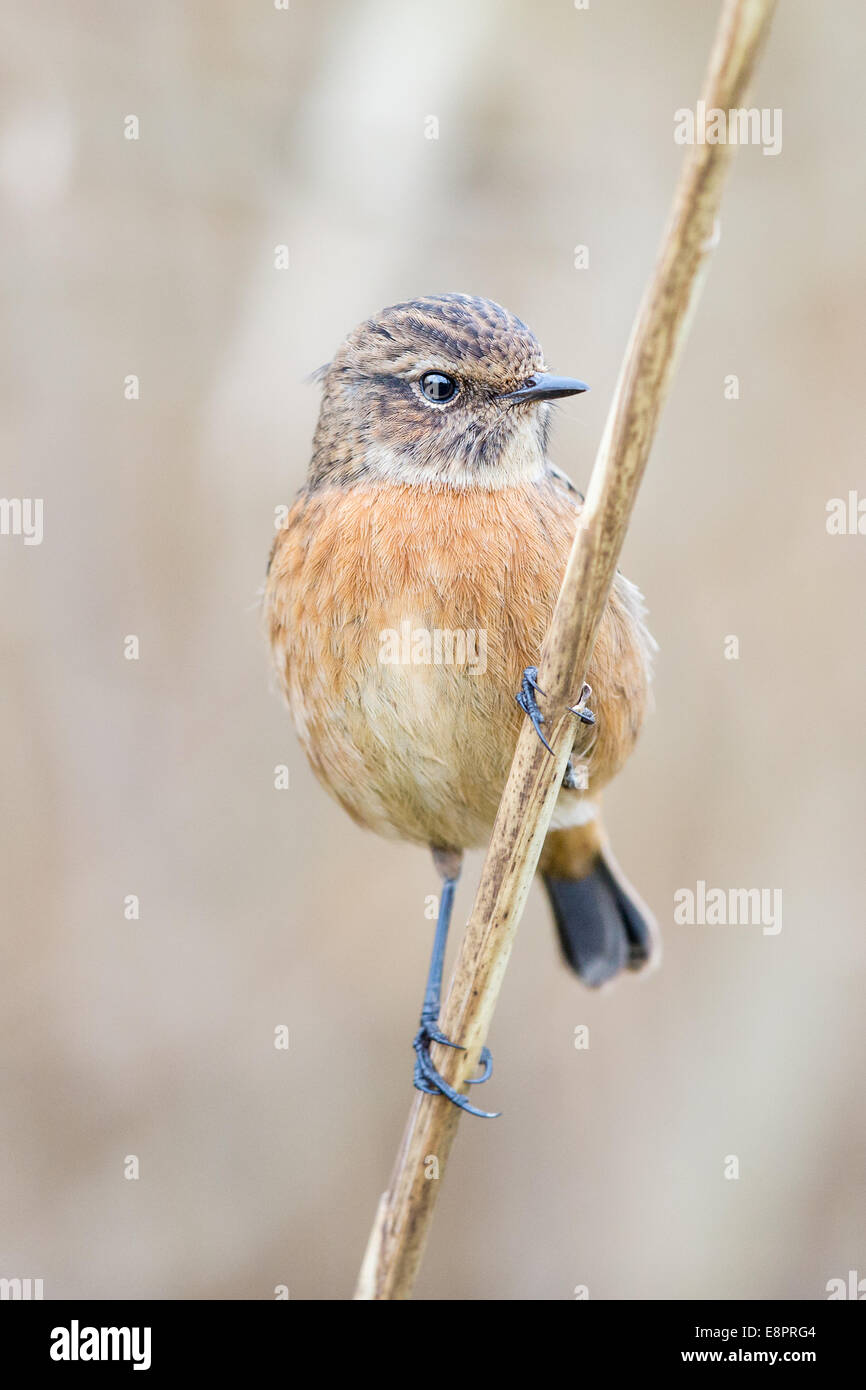 Female whinchat uk hi-res stock photography and images - Alamy