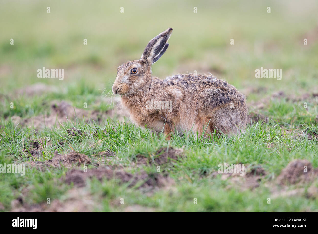 European hare great britain hi-res stock photography and images - Alamy