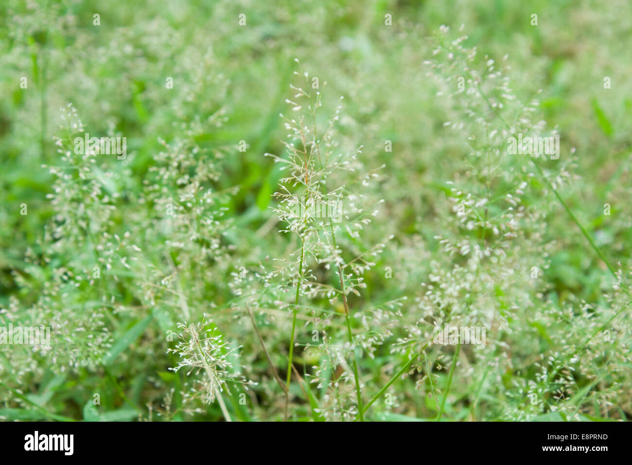 soft grass in the park are growing up Stock Photo - Alamy