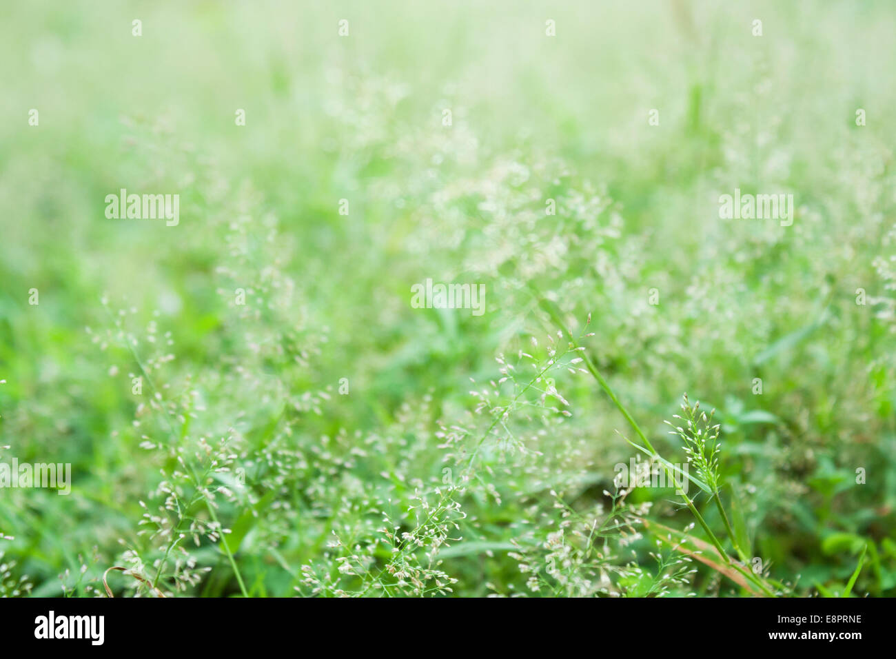 Football turf soft texture hi-res stock photography and images - Alamy