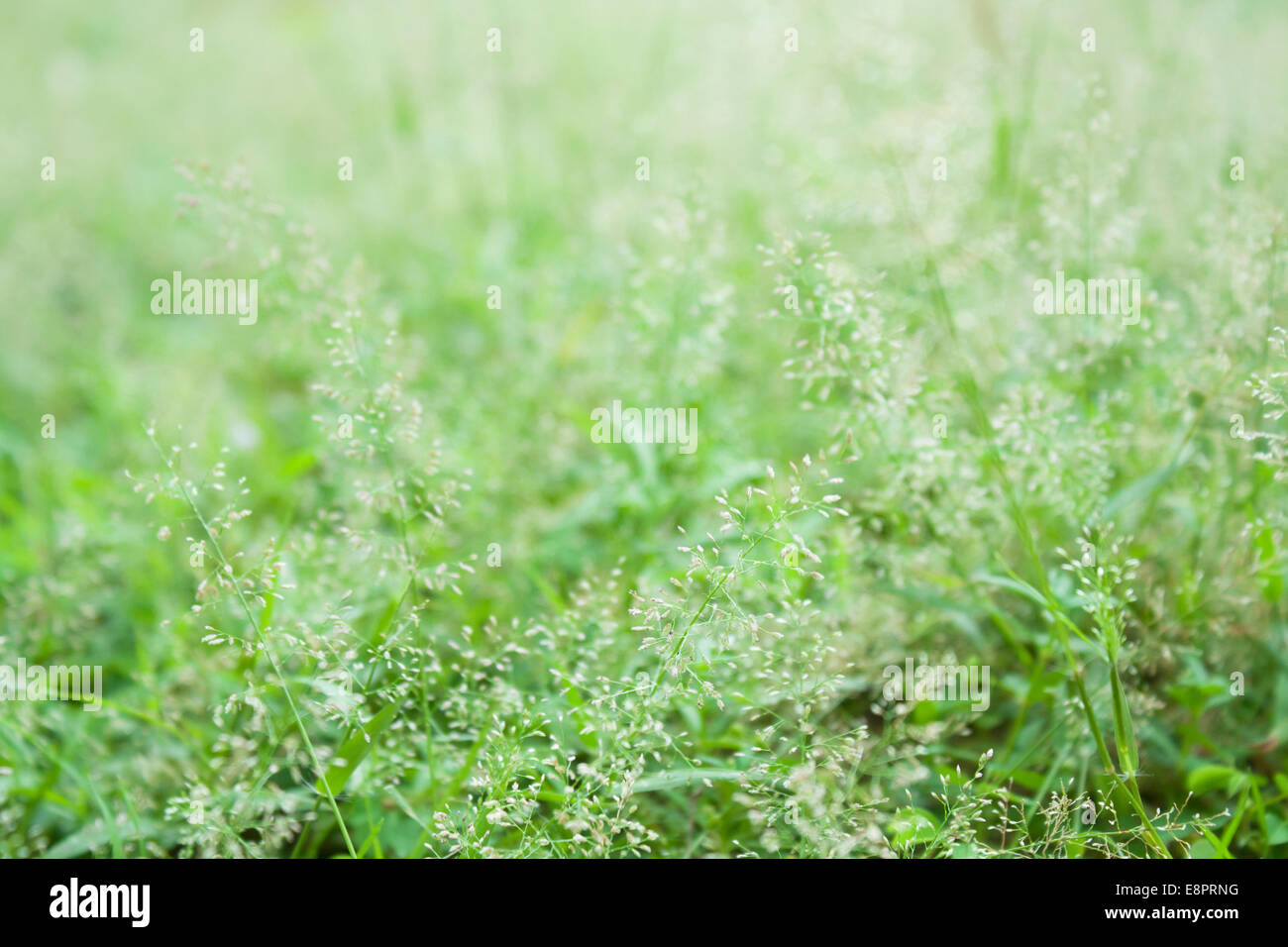 soft grass in the park are growing up Stock Photo - Alamy