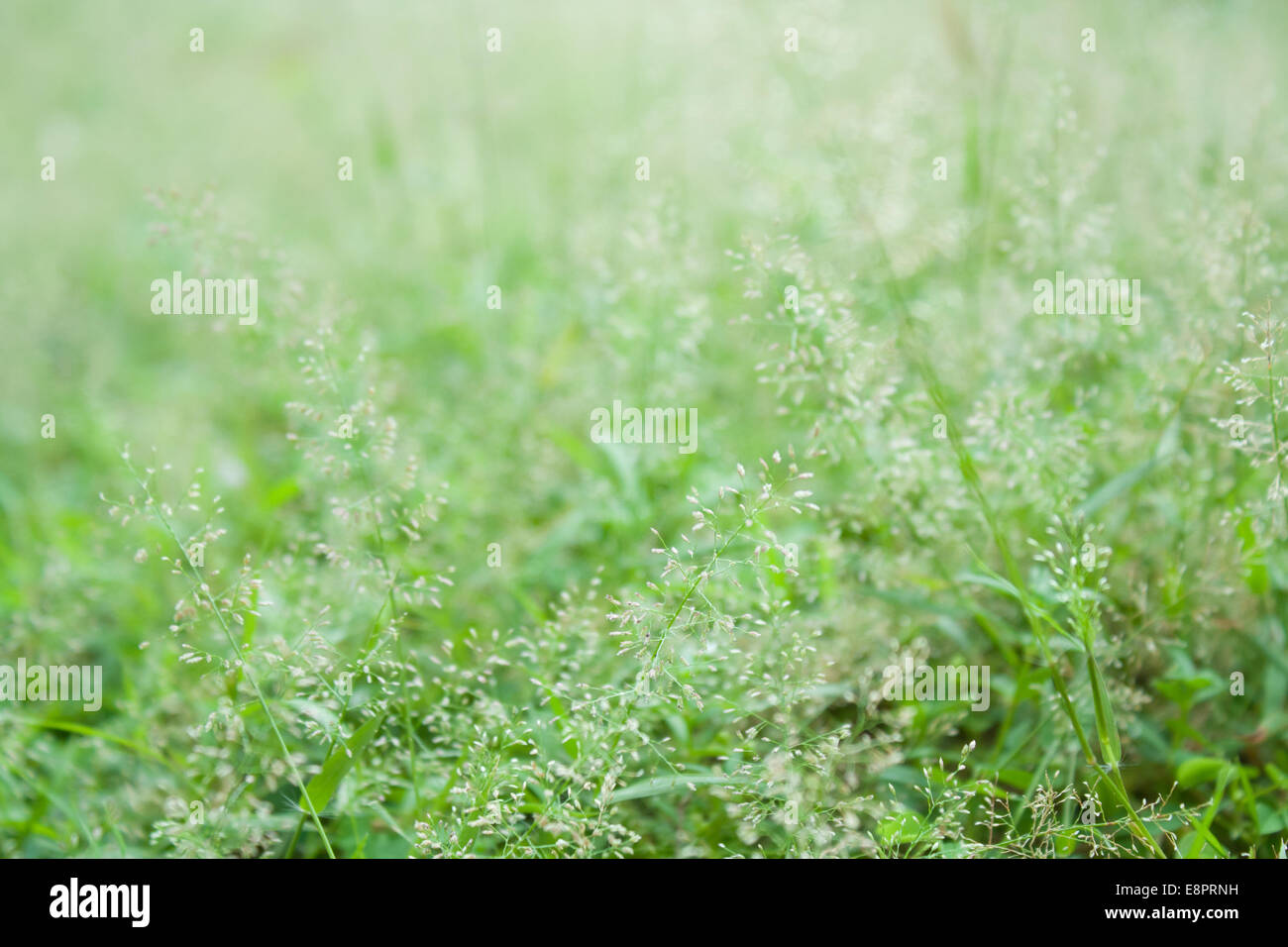 soft grass in the park are growing up Stock Photo - Alamy
