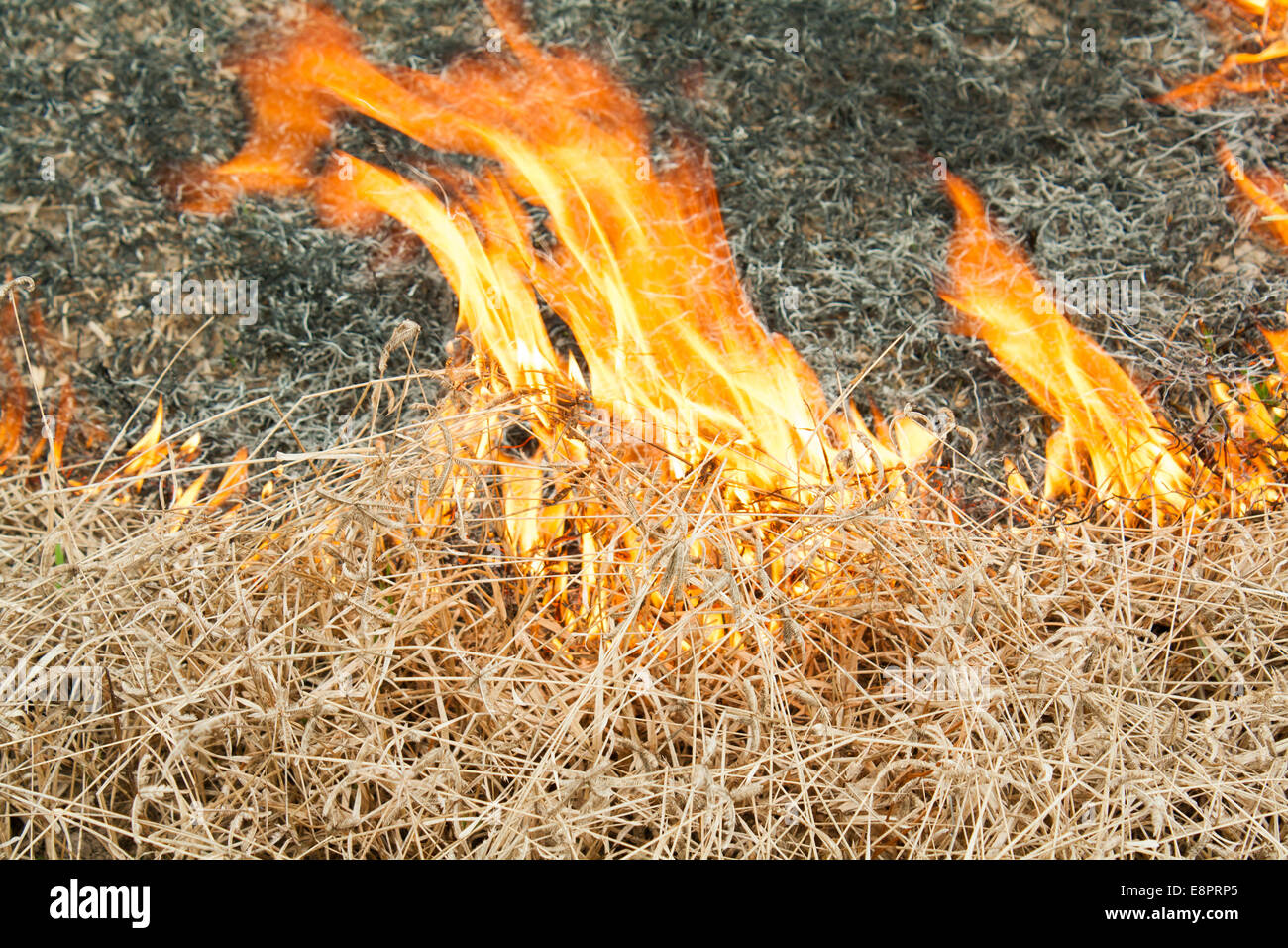 Burning grass is a solution to destroy it Stock Photo - Alamy