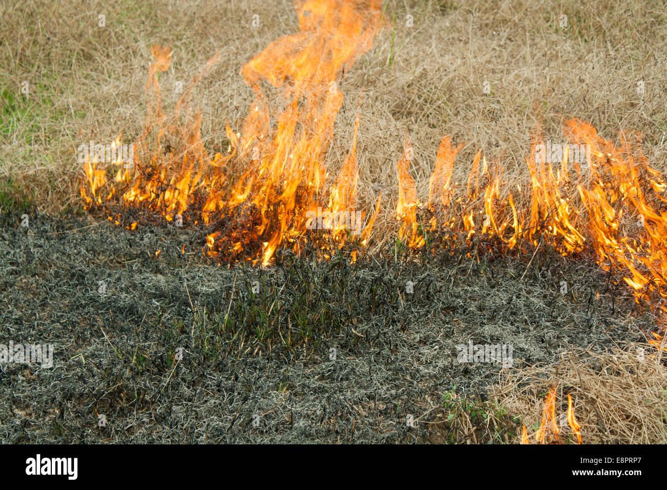 Burning grass is a solution to destroy it Stock Photo - Alamy