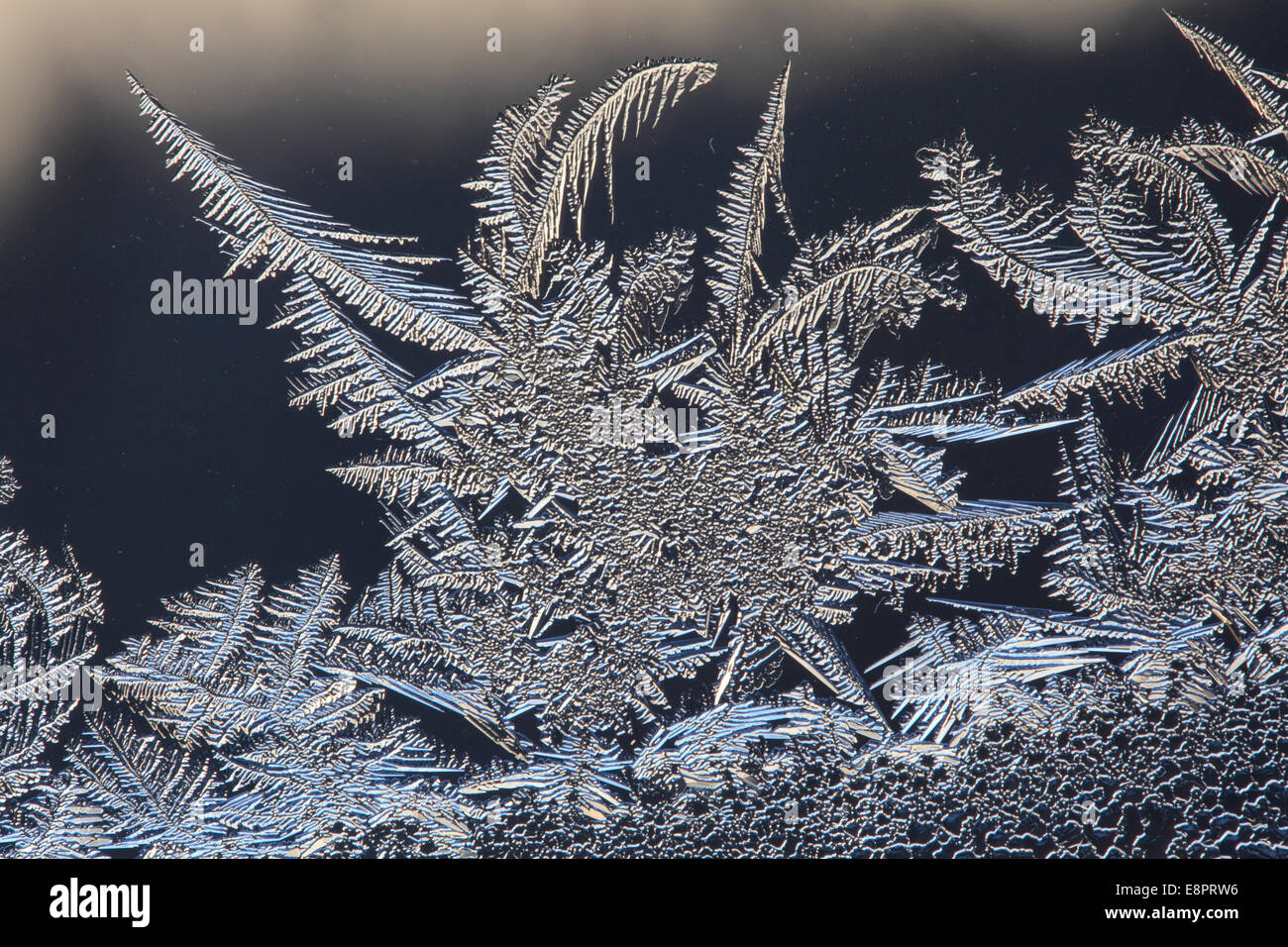 Traceries hi-res stock photography and images - Alamy