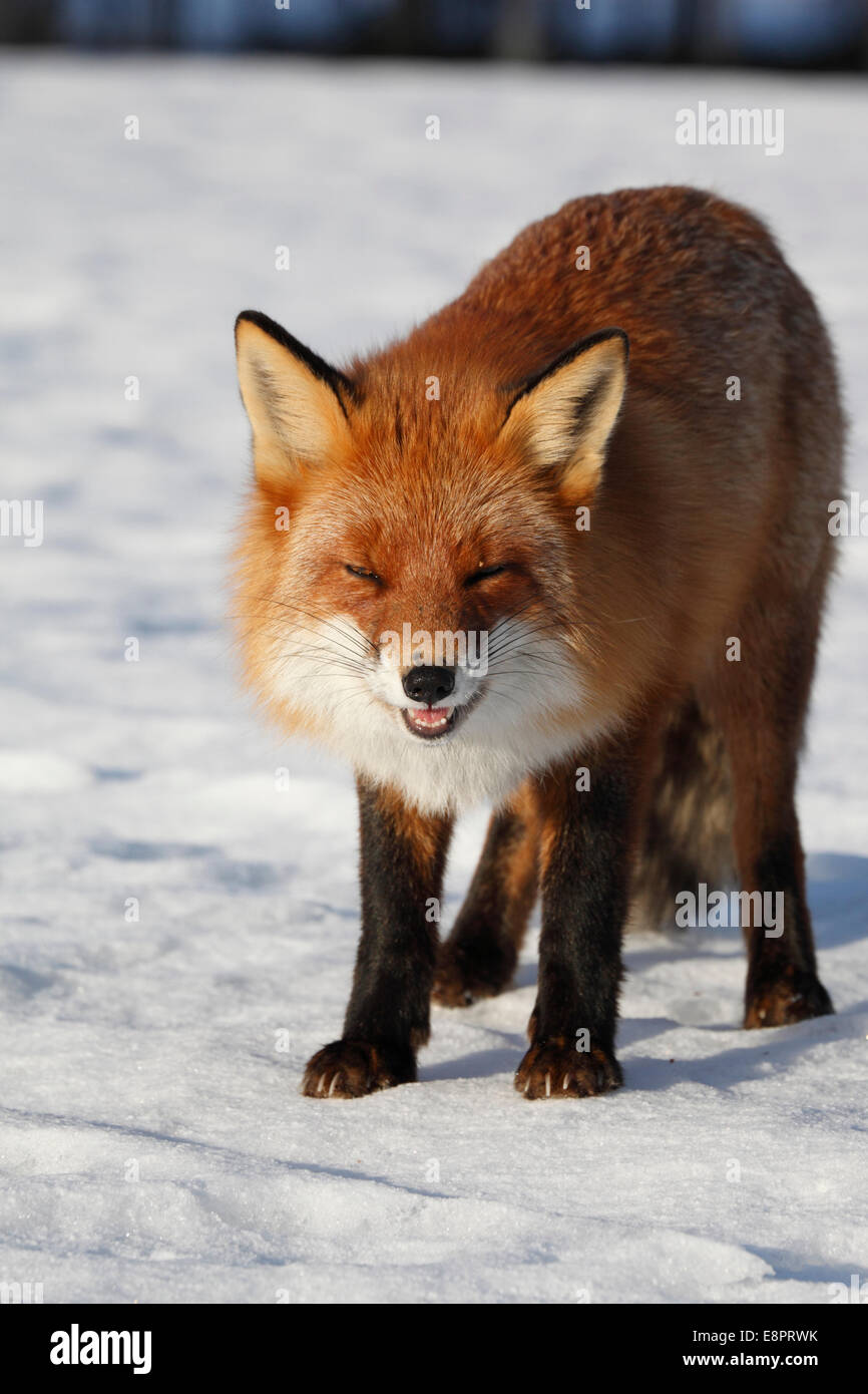 Portrait of a red fox (Vulpes vulpes) with open muzzle on a sunny ...