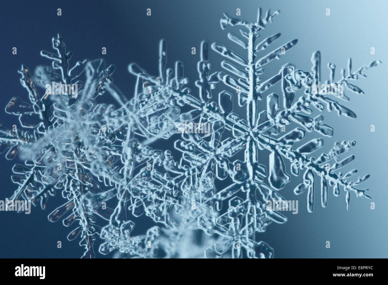 Extreme close-up of snowflakes Stock Photo - Alamy