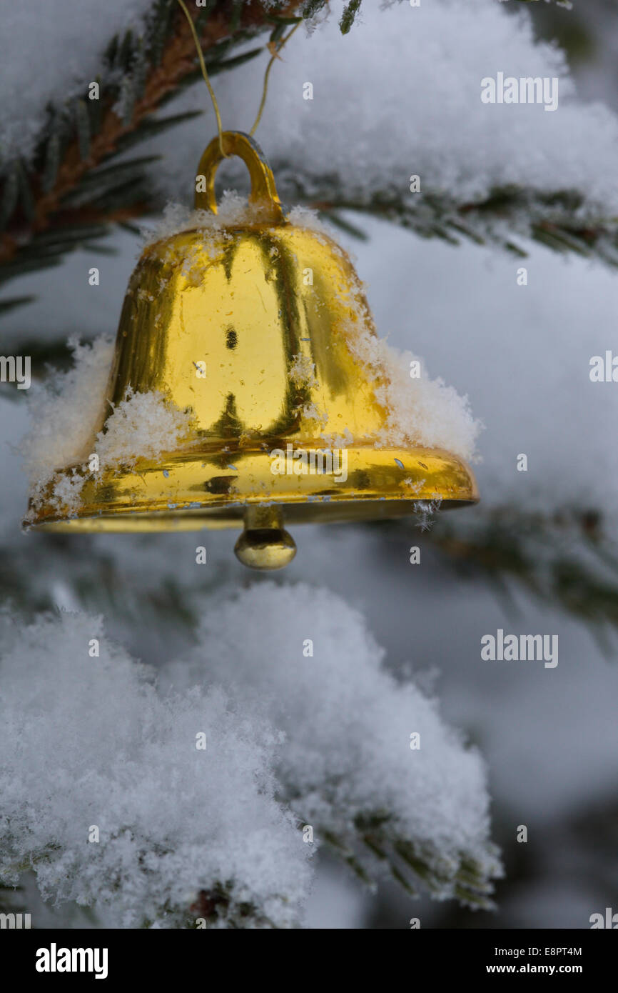 Softwood tree hi-res stock photography and images - Alamy