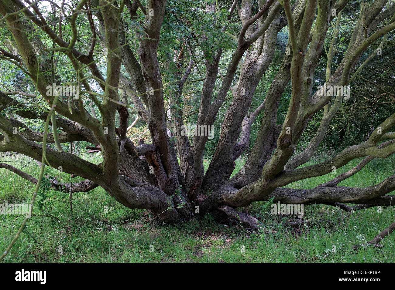 Branches everywhere, a multiple branched tree bole, Holkham, Norfolk ...