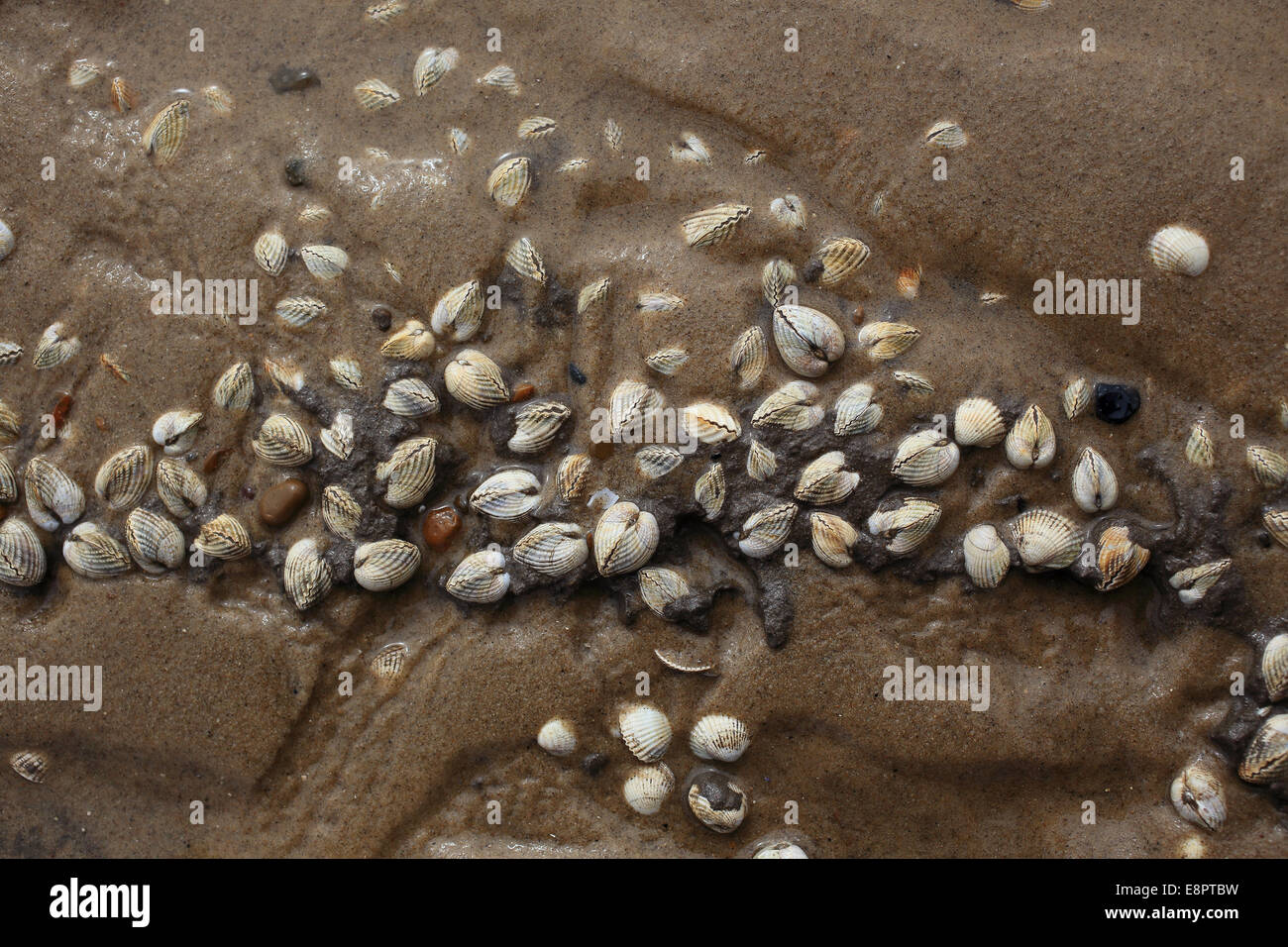 A Cockle bed exposed on the beach at low tide, Wells-next-the-Sea ...