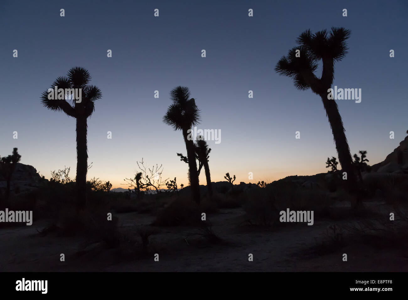 Joshua tree silhouettes on sunset. Joshua Tree National Park ...