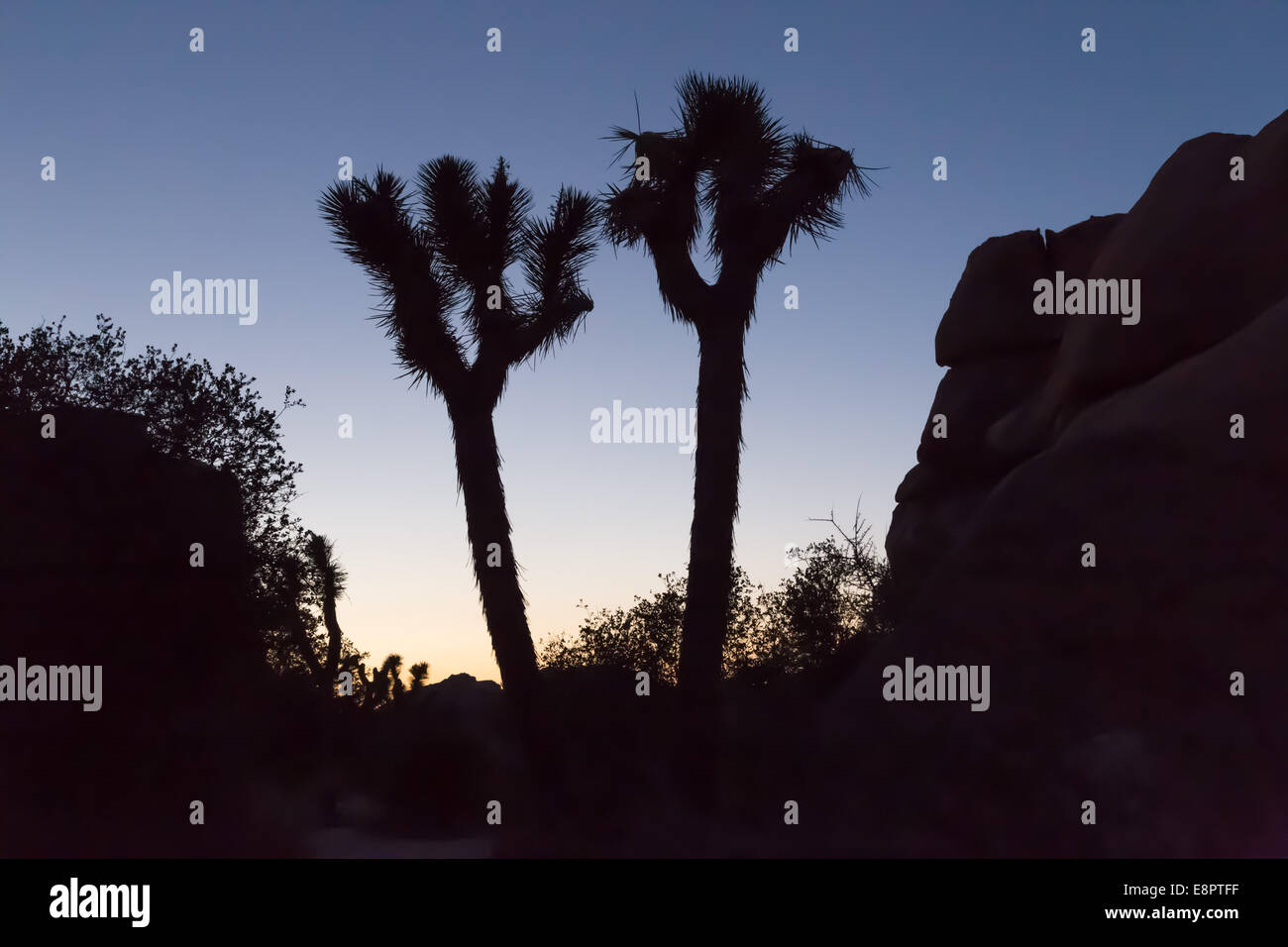 Joshua tree silhouettes on sunset. Joshua Tree National Park ...